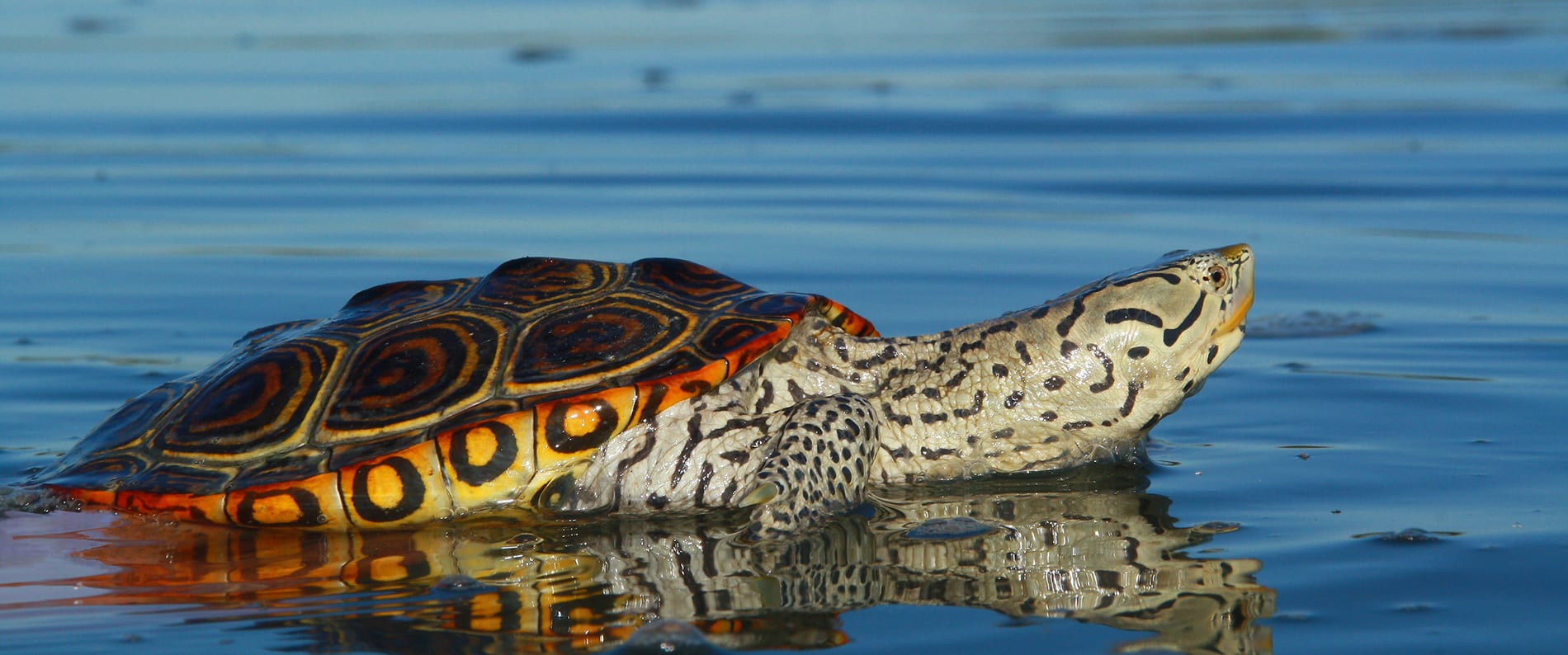 Kiawah Island Diamondback Terrapin Project – 37 Years of Research