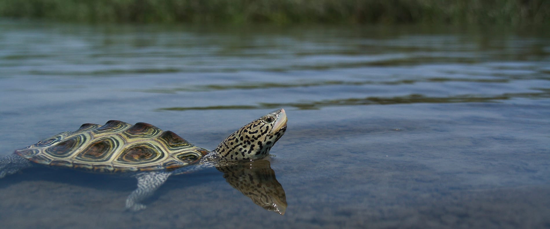 Kiawah Island Diamondback Terrapin Project – 37 Years of Research